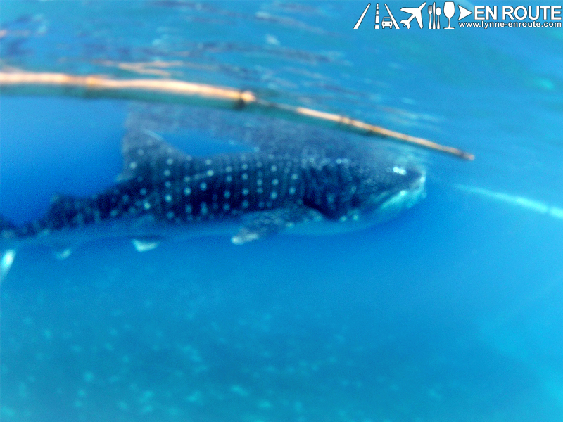 En Route Whale Shark Butanding Tuki Watching Oslob Cebu Philippines 02 ...