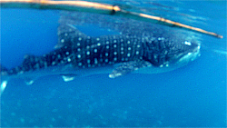 En Route Whale Shark Butanding Tuki Watching Oslob Cebu Philippines ...